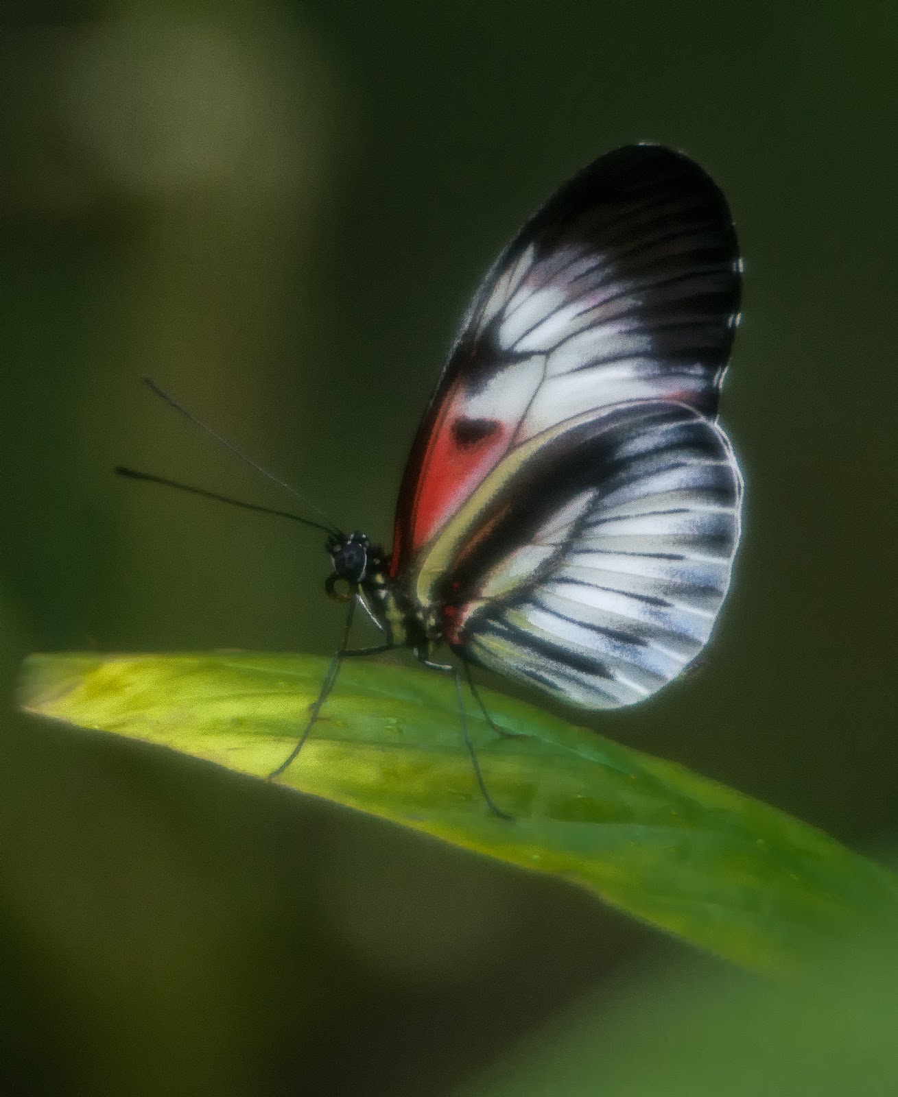 Lynn Wiezycki Photography: Butterfly World - Butterflies, Birds ...