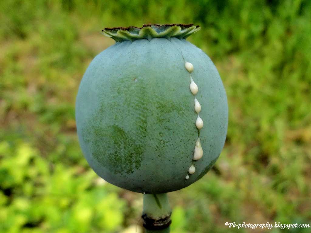 Opium Poppy Pods | Nature, Cultural, and Travel Photography Blog