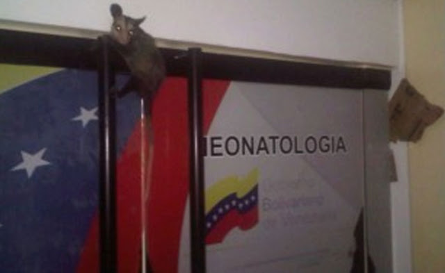 Elecciones Venezuela: Rabipelado sería el causante de 17 neonatos ...