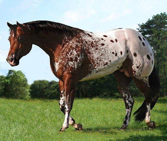 Los pelajes mas bellos de caballos