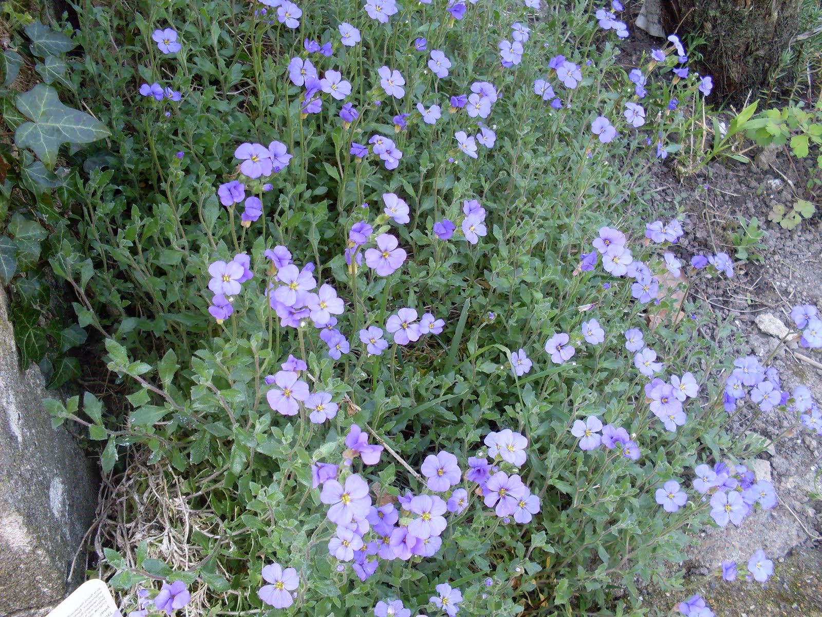 gillyflower: Flower Photos