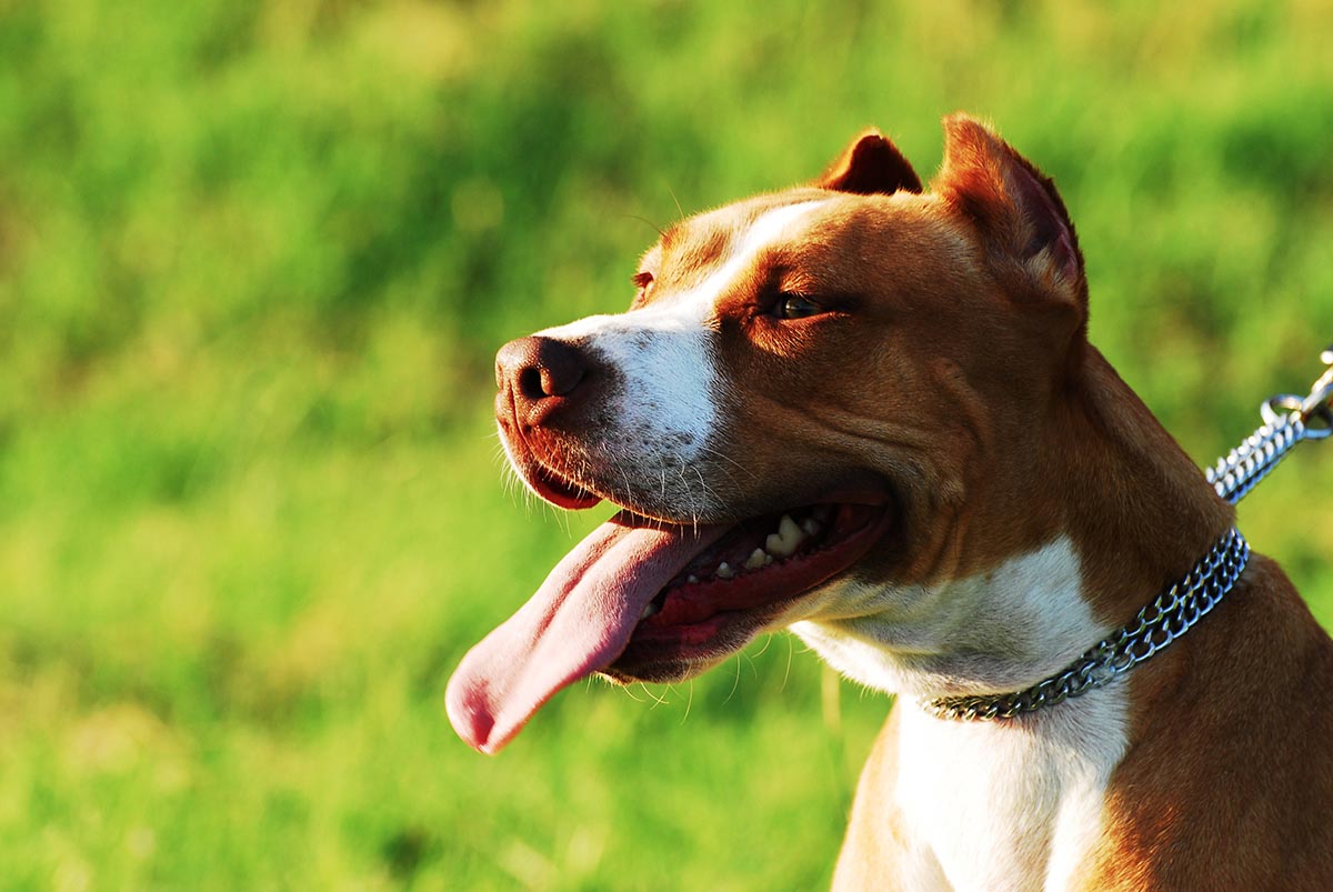 Doggy doggy | Trails of Light | Elisabetta Gazziero photographer