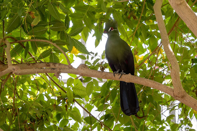 Bubba's Garage: The Key West Butterfly and Nature Conservatory, Key ...