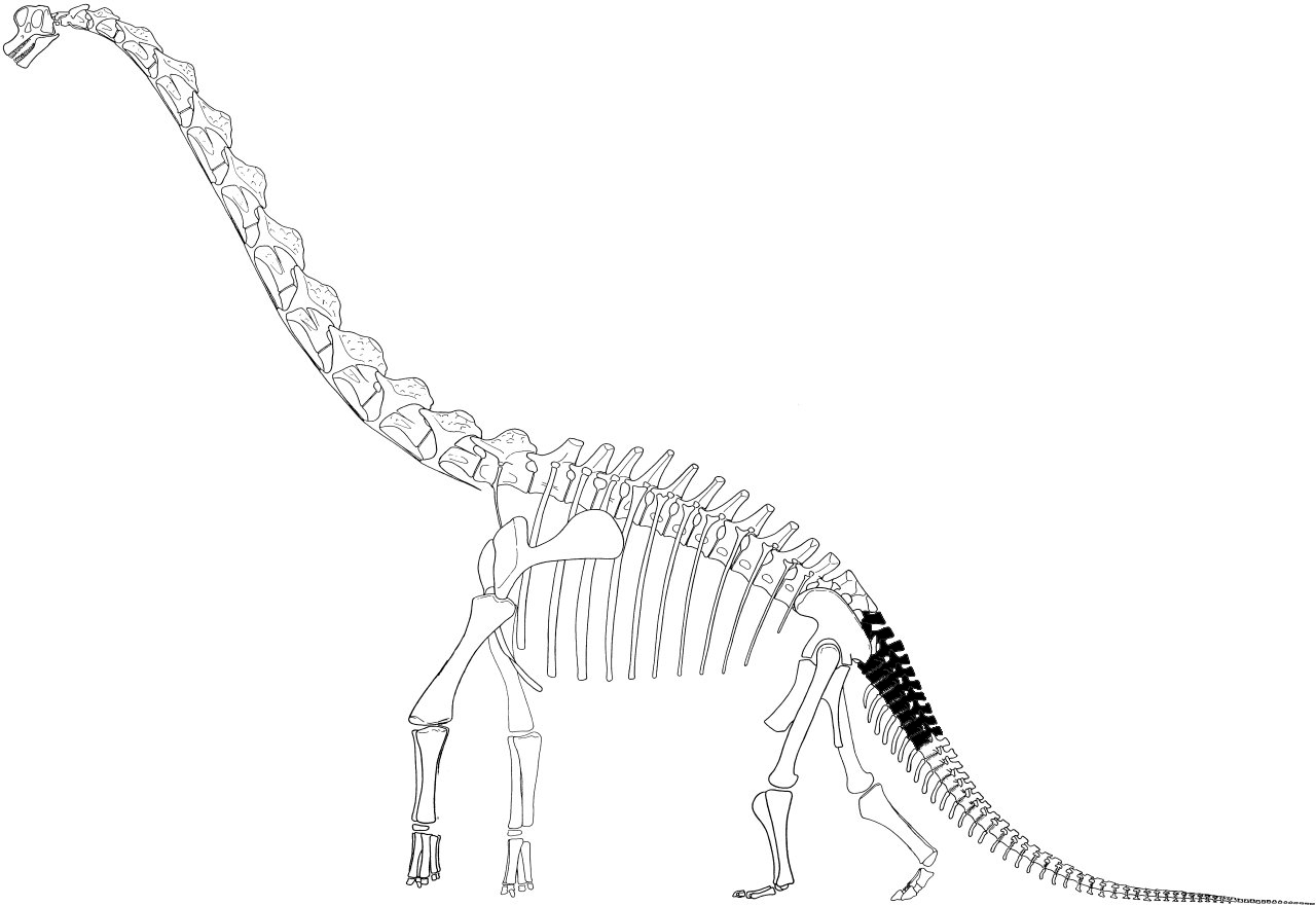 Paleontología en Colombia: Padillasaurus leivaensis, un nuevo saurópodo ...