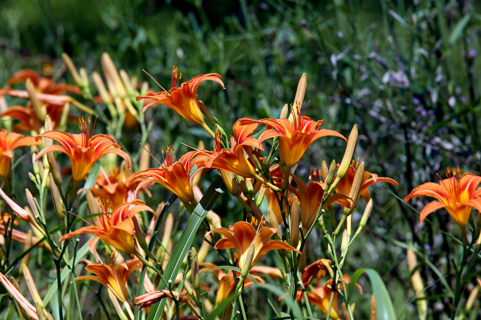 Southern Lagniappe: Wild Lilies