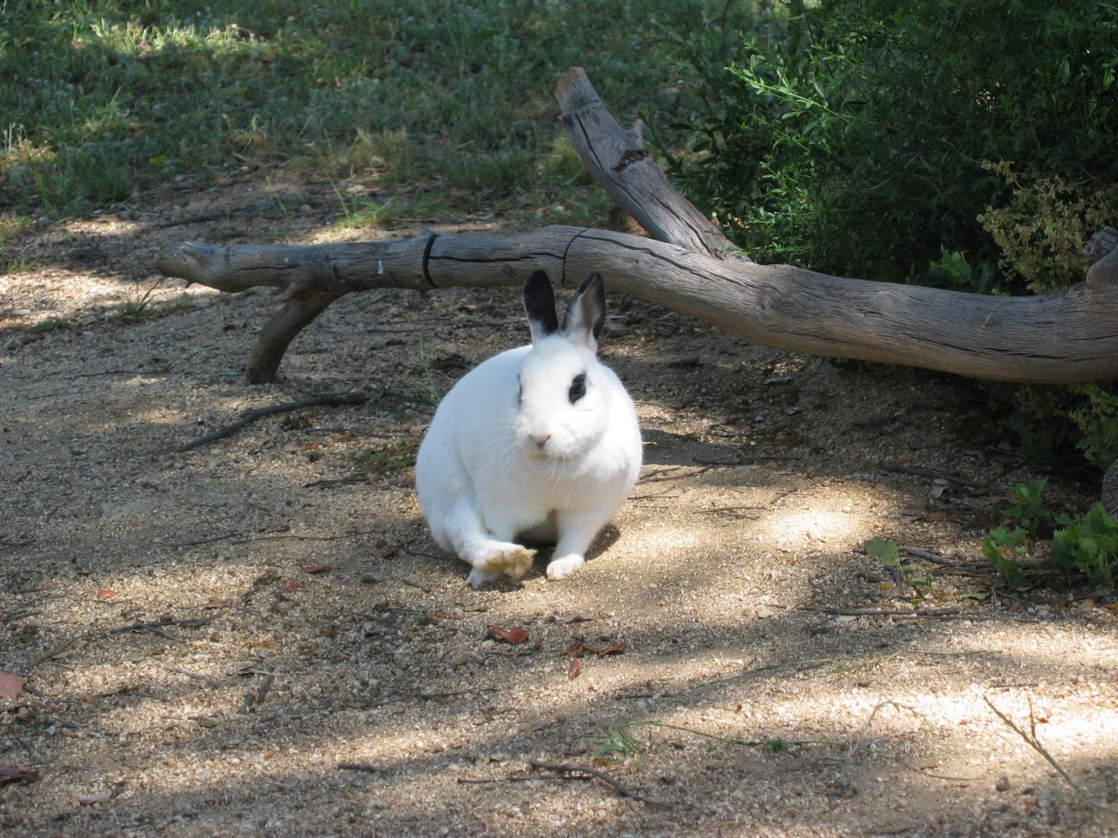 EL HUERTO DE CHOLO MORATALLA: LA HISTORIA DE PANDA
