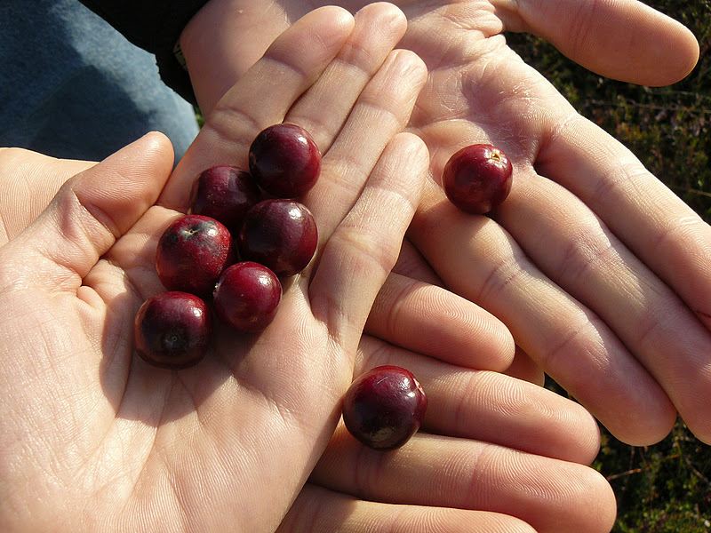 Le Fabuleux Voyage d'Amélie au Canada: Récolte de canneberges ...