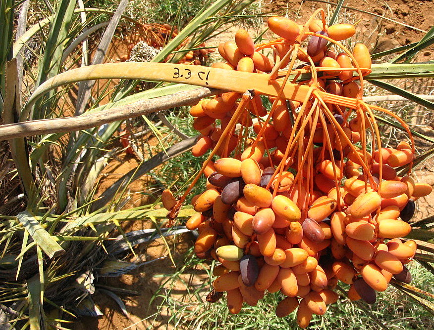 Programa Paradão Sertanejo: Tâmara - cultura bem adaptada ao Nordeste ...