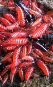 Case study: Red pupae on the corpse of an alcoholic - Forensicpedia