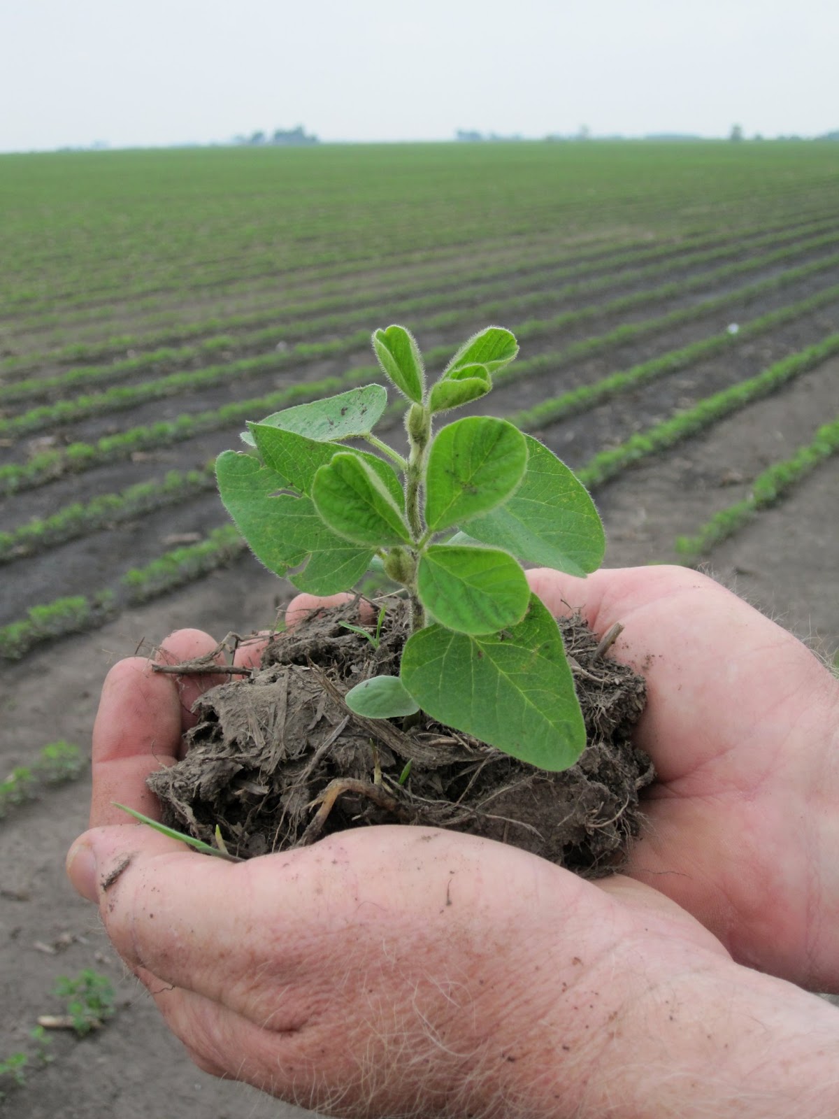 The Boundless Thicket: How Glyphosate and Glyphosate Resistant Plants Work