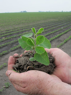 The Boundless Thicket: How Glyphosate and Glyphosate Resistant Plants Work