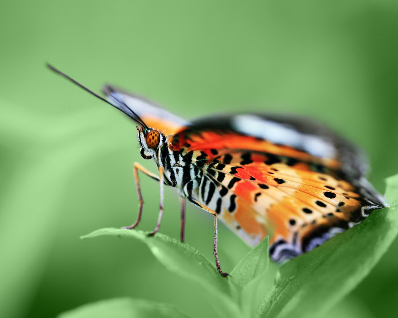 My Creations Wallpapers: Beautiful Butterdly