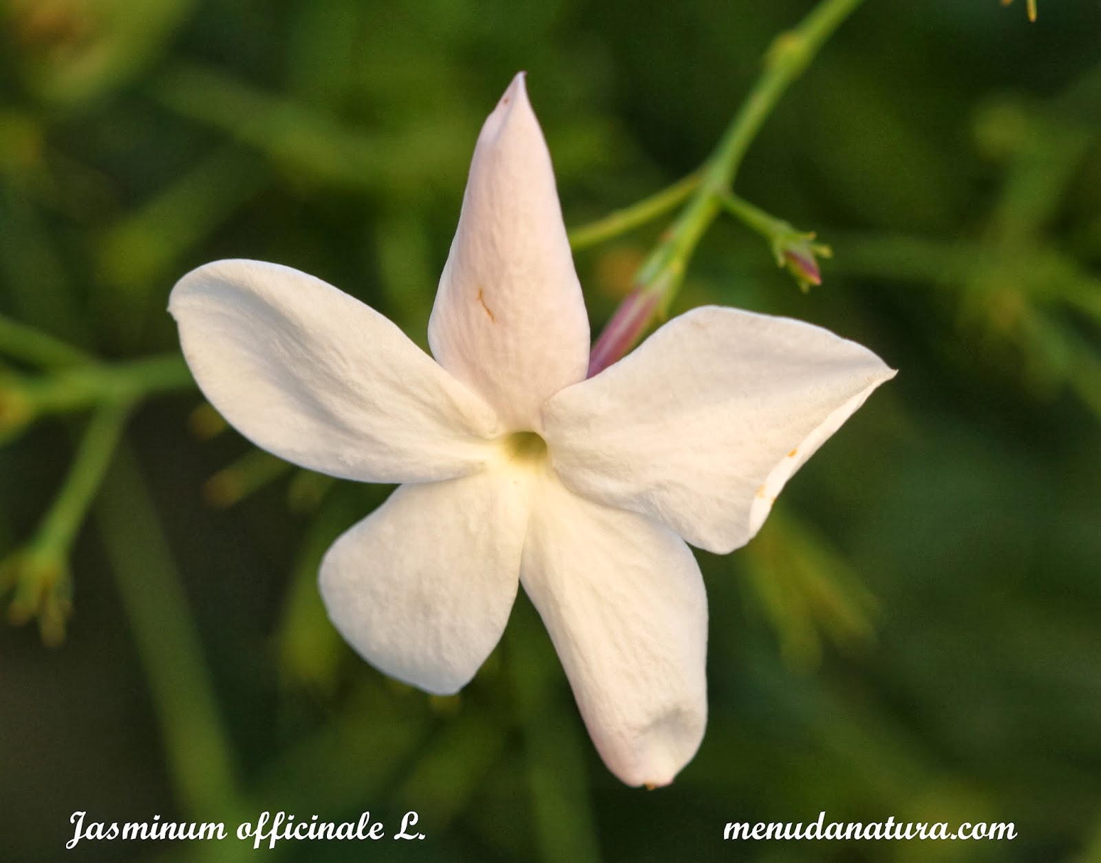 Menuda Natura: Jasminum officinale L.