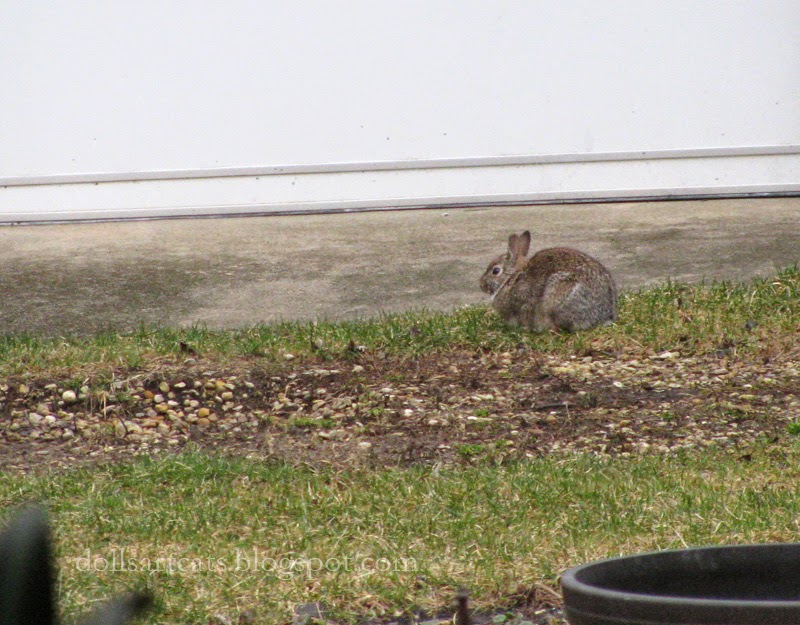 Backyard Bunnies