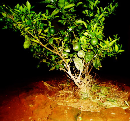 TUJIFUNZE KUSINI: machungwa ya kisasa ya muda mfupi yanapatikana chuo ...