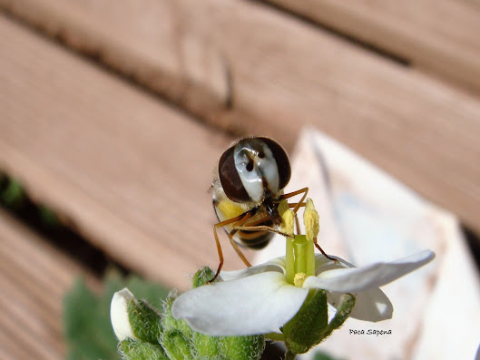 La Rioja de la A a la Z: SÍRFIDO - Insecto