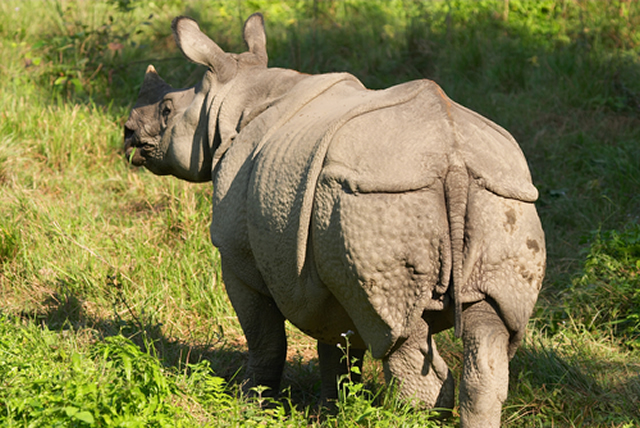 No viviendo en un mundo vivo: Rinoceronte de Java