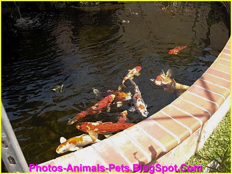Photos koi carp | Photos-Animals-Pets.BlogSpot.com