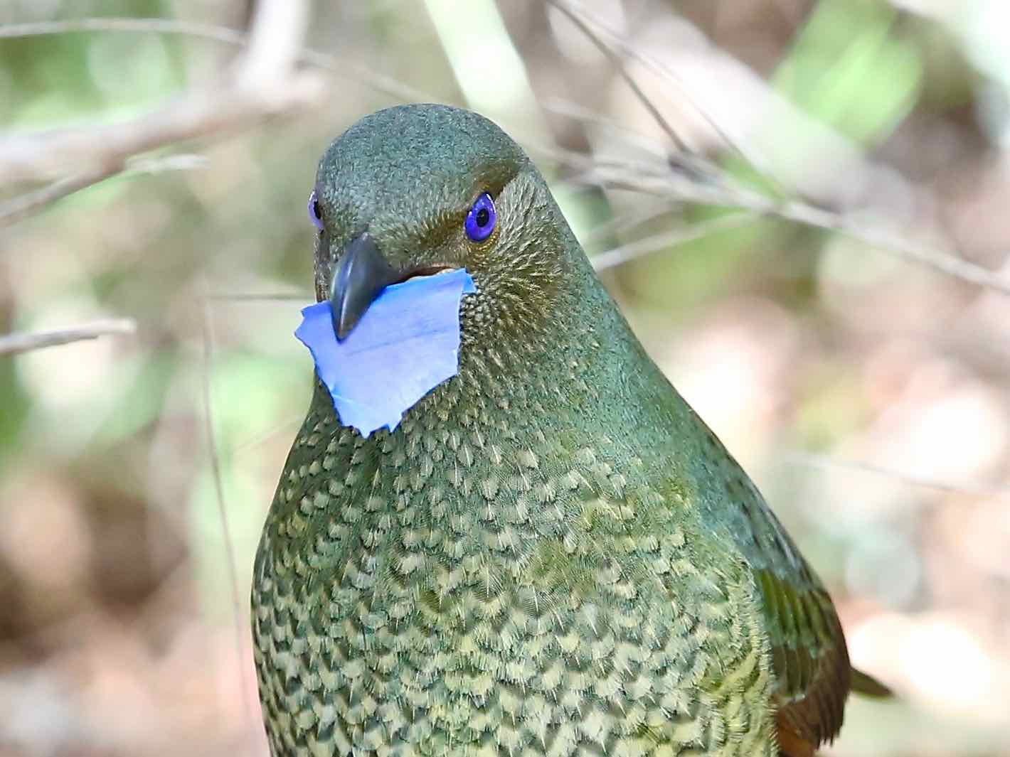 Avithera: Satin Bowerbirds