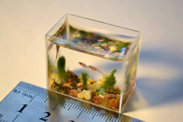 Colombo zone: Micro miniature art Aquarium....!!!!