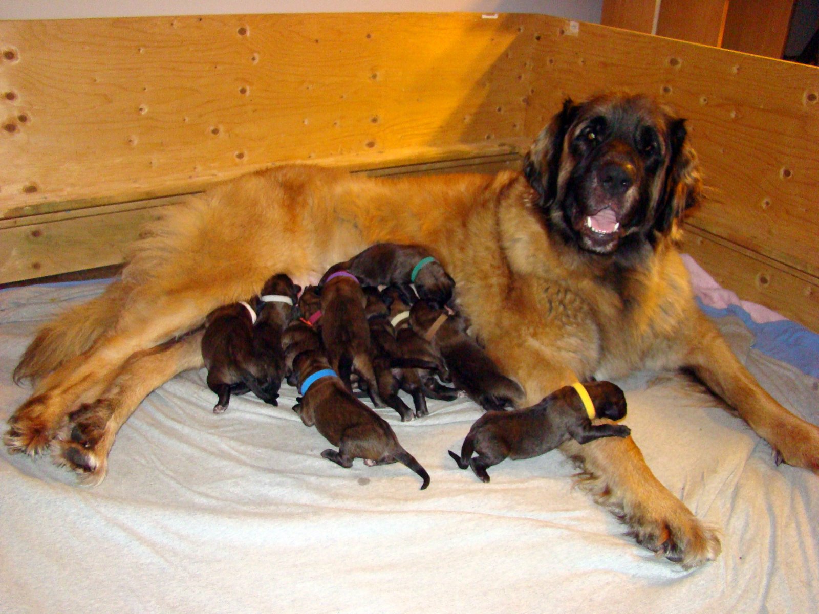 Heronview Leonbergers: newborn , 1 week and 2 week boy are they growing