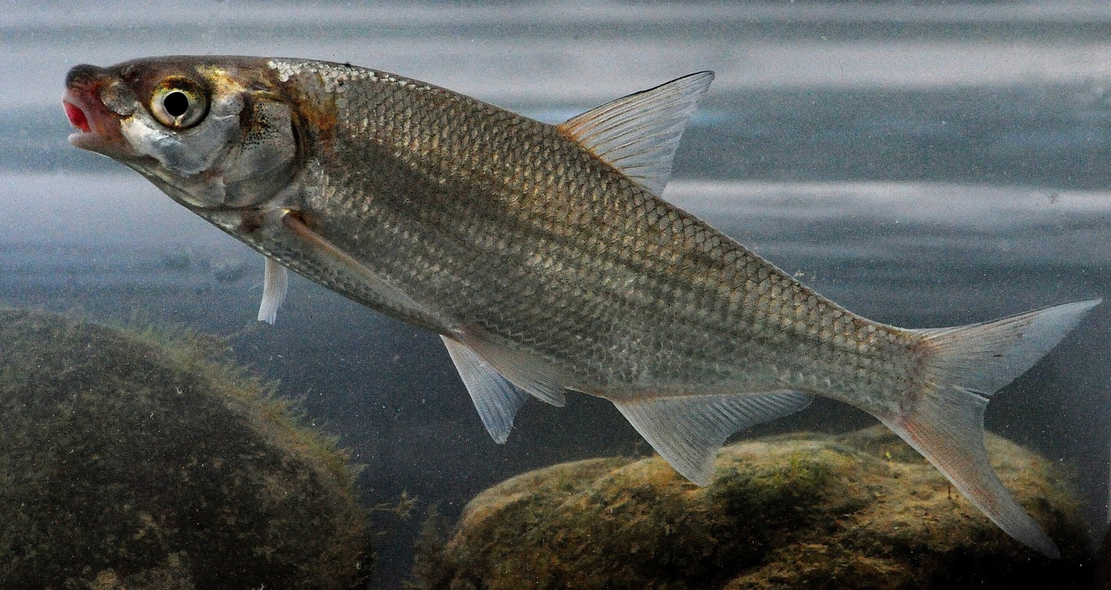 PESCARUL SINGURATIC: octombrie 2016