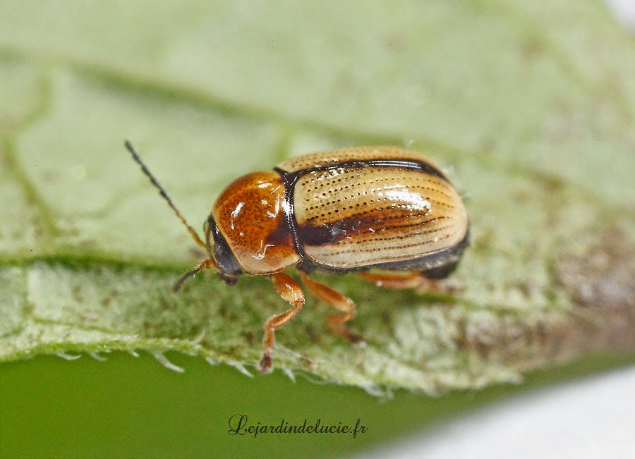 Cryptocephalus fulvus, cryptocephale fauve, un minuscule coléoptère.