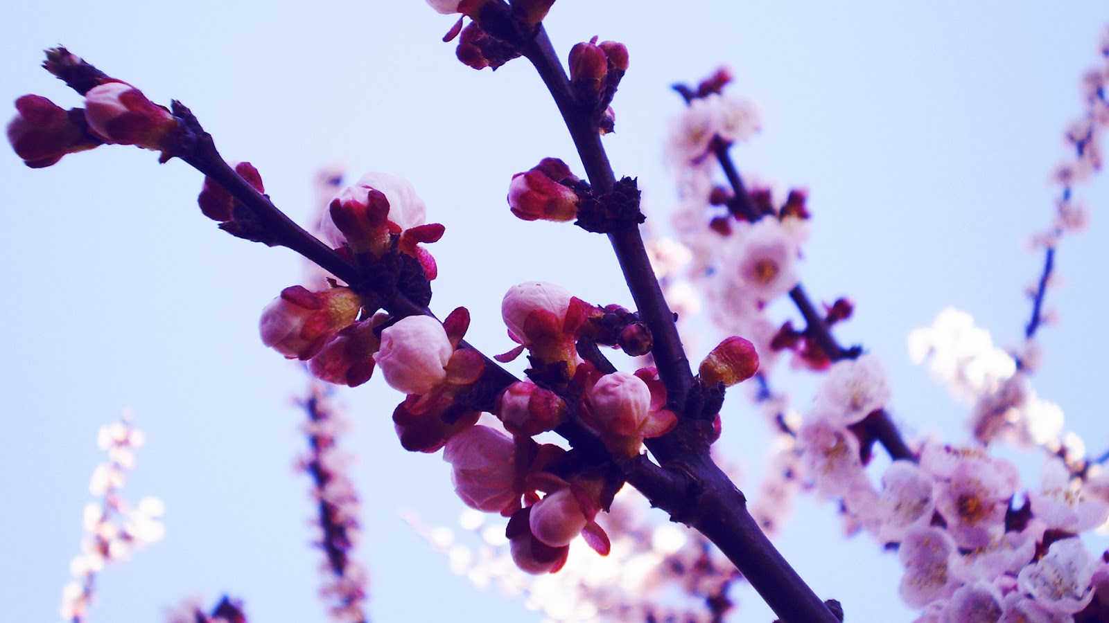 Lockev გაზაფხულის ყვავილები Wonderful Nature Spring