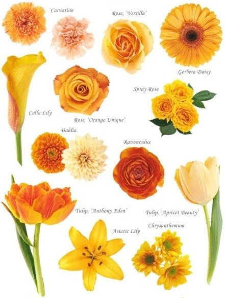 Nunta cu stil: Flori si Denumiri