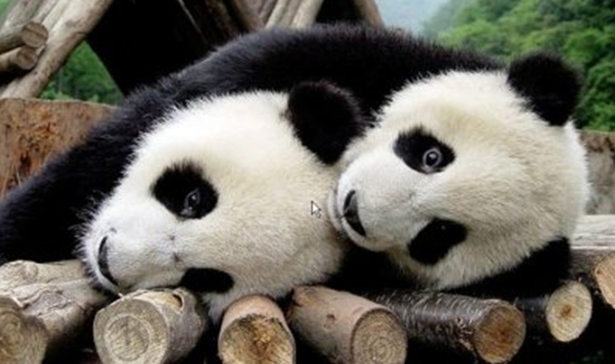 Moni`s blog 2 Tierwelt zum verlieben: Liebe unter Tieren/Love with Animals