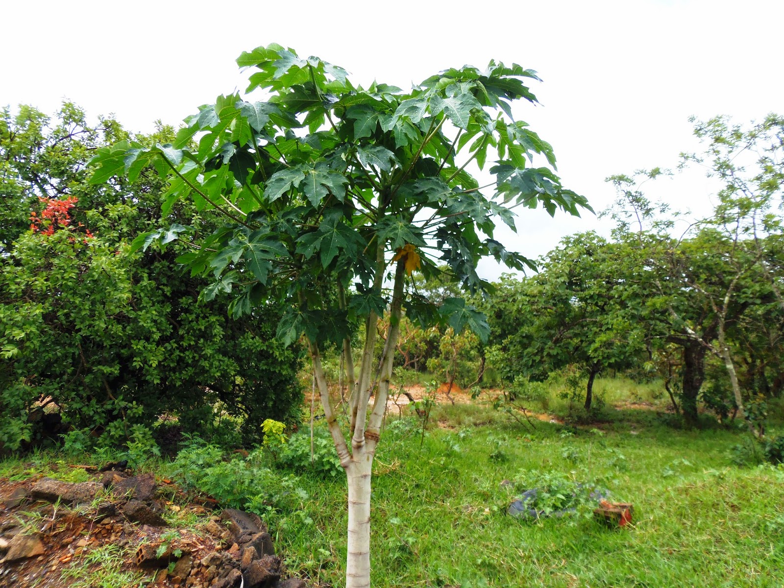 Plantas que curam: Mamão (mamoeiro)