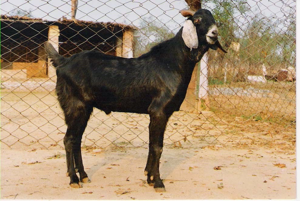 Dairy Farming: Indian Goat Images