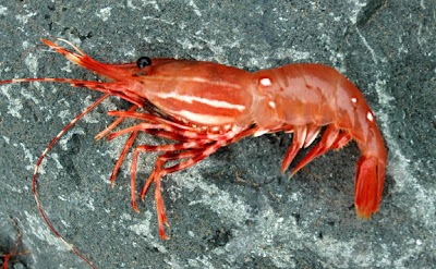 Prawn | The Life of Animals