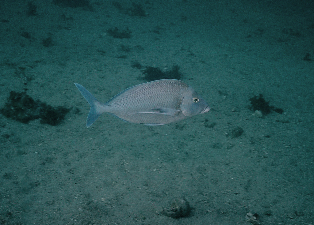 AQUATICHYK: BLUE MORWONG / Nemadactylus douglasi