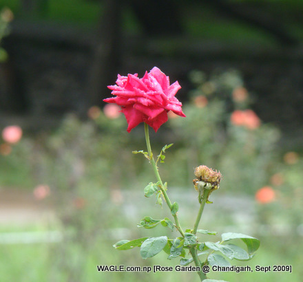 Beauty of my World..!!!: Rose Garden in Chandigarh