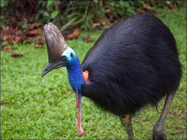 Kasuari - Casuarius galeatus - Satwa Burung Indonesia