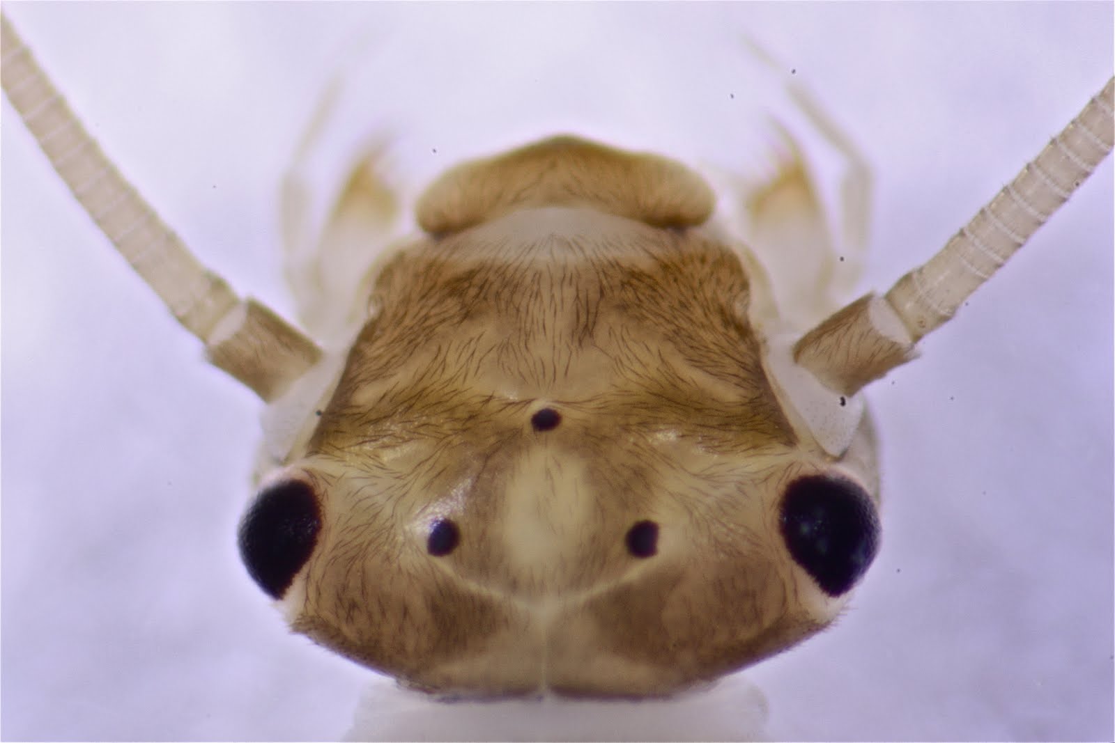 Aquatic Insects of Central Virginia: The Perlodid stonefly, genus ...