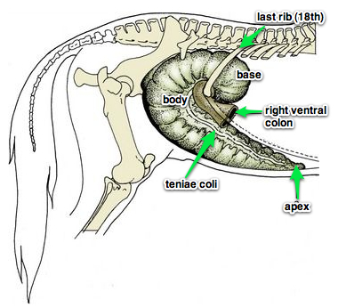 Horse and Pig abdomen - Lecture 164 | BVetMed1