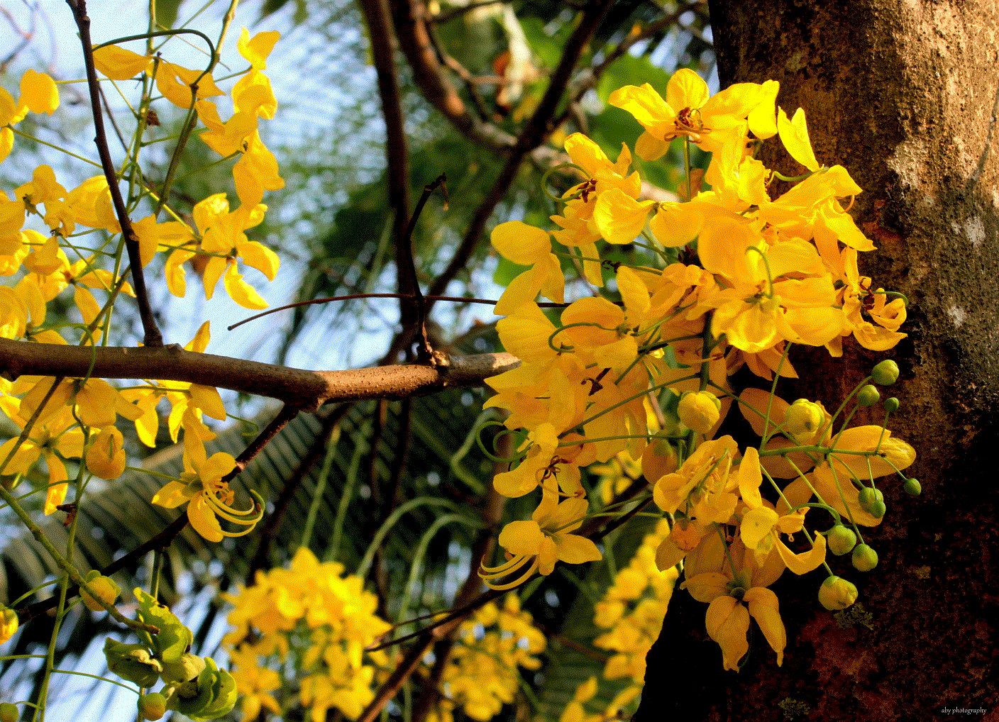 kerala2dolist Wish You A Very Happy Vishu kerala2dolist Wish You A Very Happy Vishu