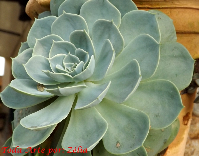 Suculenta Echeveria Elegans Rose-Amor por Art em Crochê