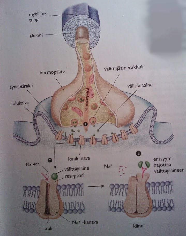 Kurssi 4, ihmisen biologia: Kappale 4, Hermostossa informaatio kulkee ...