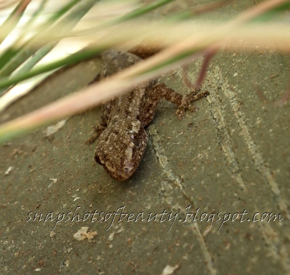 Snapshots of Beauty: LEAPING LIZARDS!!