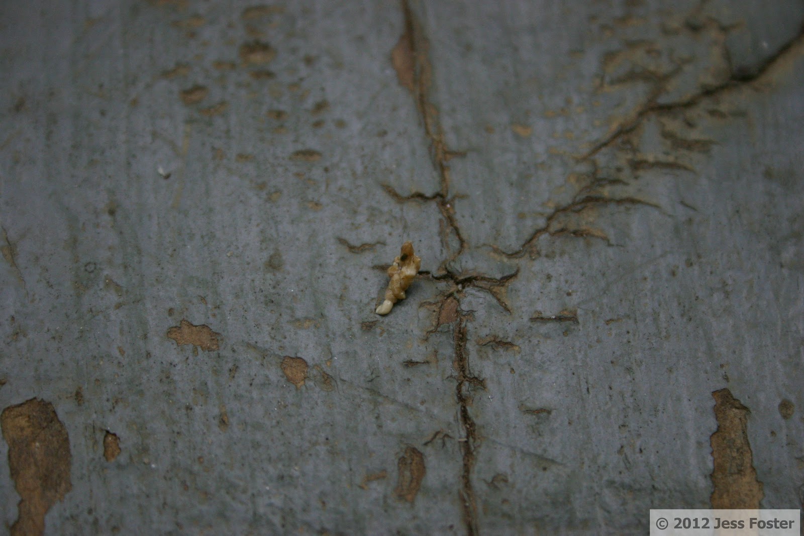 Sluggin' Along: Slug Waste Disposal: Part 2