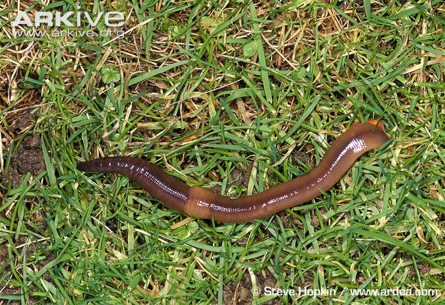 SỰ ĐỜI BLOG: Chuyện chim hét ăn con giun.