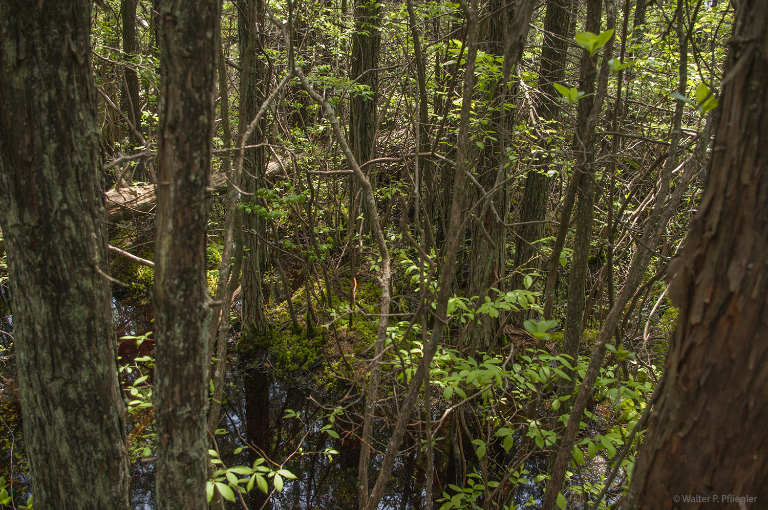 Nature photos from an Amateur Naturalist: Ponkapoag Bog, USA (Ponkapoag ...
