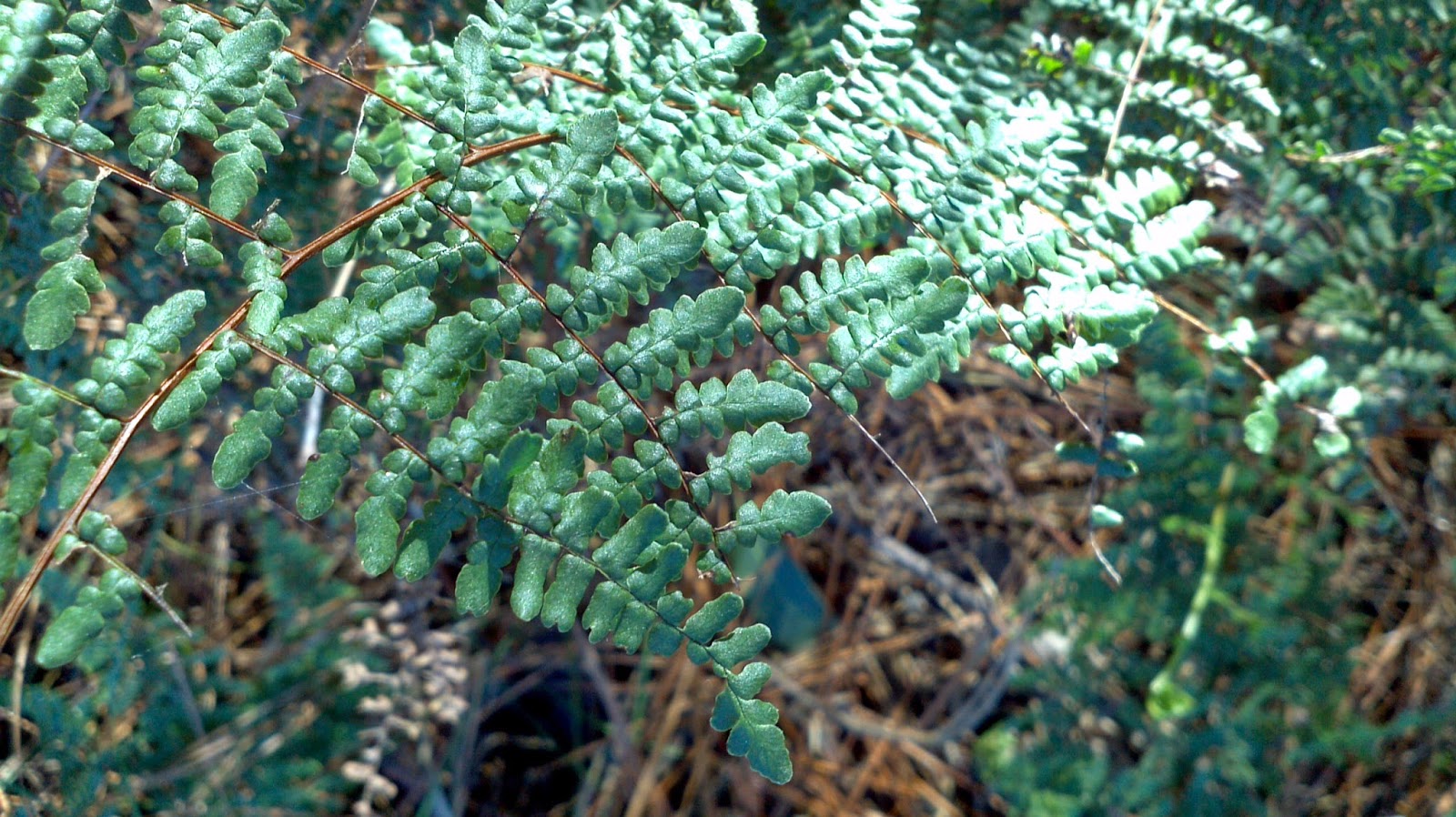 Naturaleza entrerriana: Adiantopsis chlorophylla