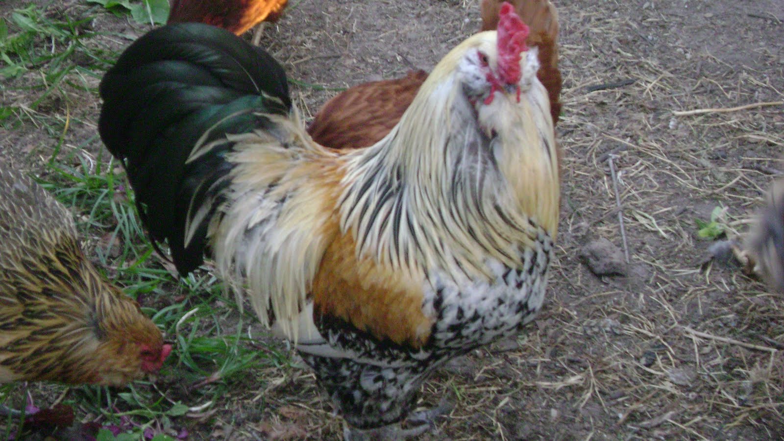 TSG: Farewell To The Old Rooster!