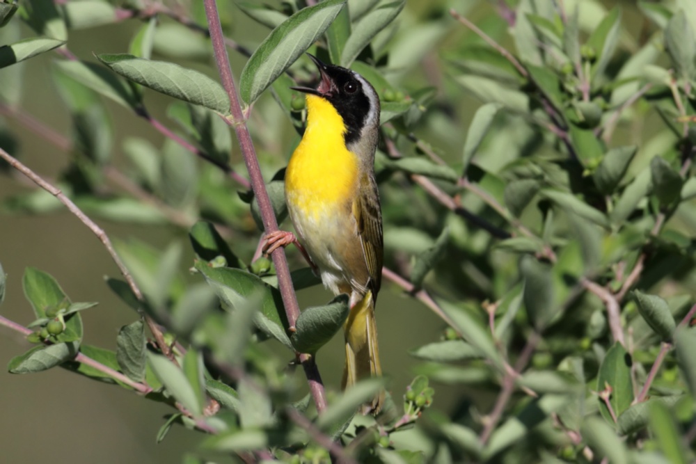 Steve Byland Nature Photography: Create Your Own Bird Sanctuary