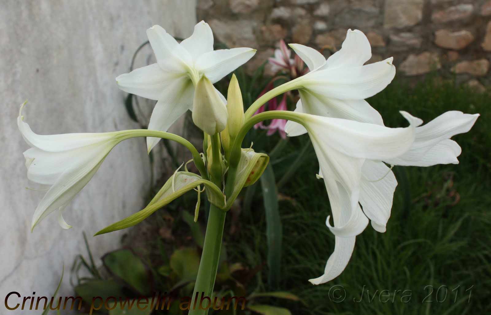 Un jardín en Málaga: Crinum powellii alba