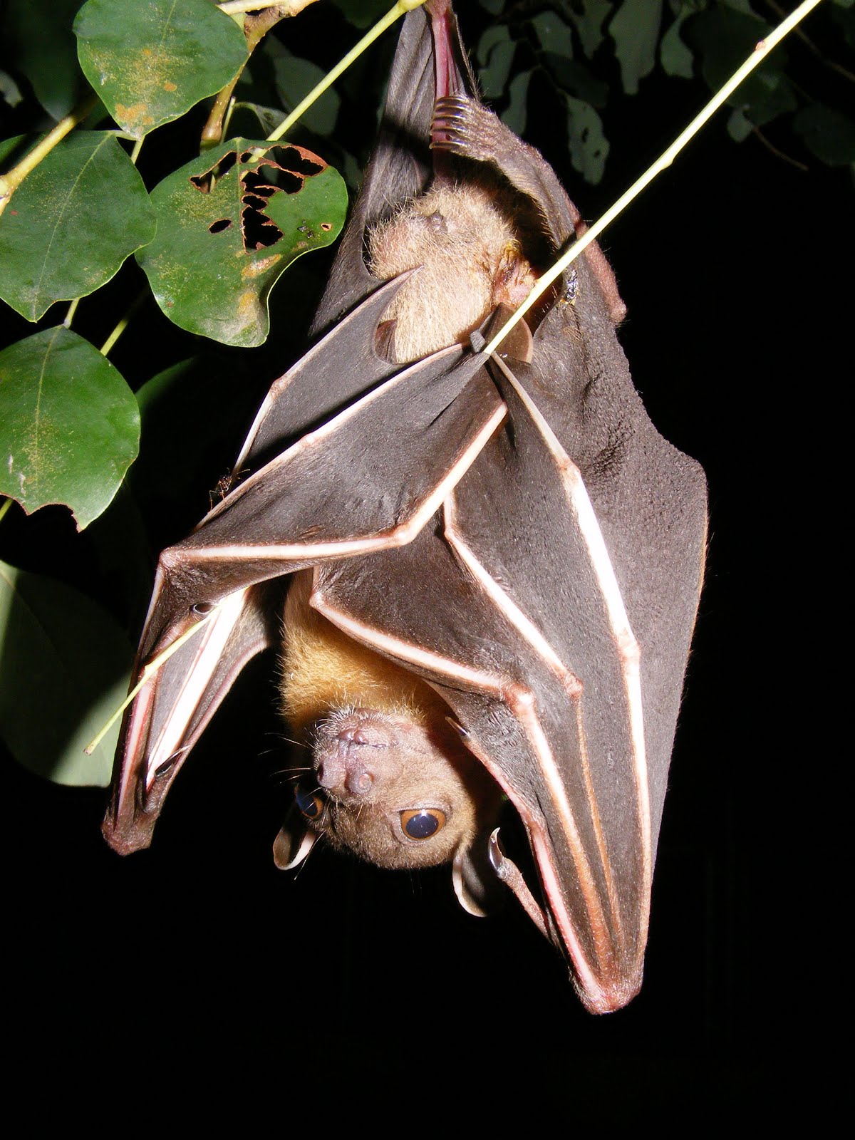 Michan's Diary: Fakta-Fakta Kelelawar